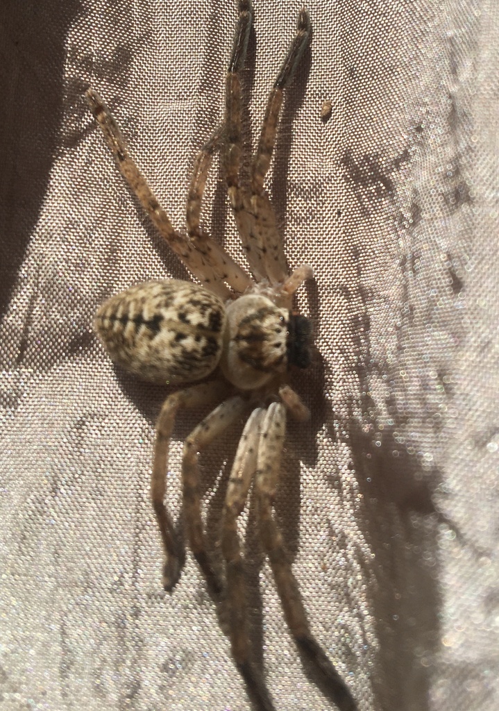 Golden Huntsman Spiders in May 2020 by Stephanie Dolrenry · iNaturalist