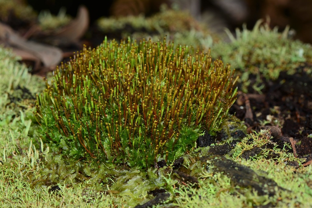 Austral Poop Moss (Walpole Wilderness Peat Flora ) · iNaturalist