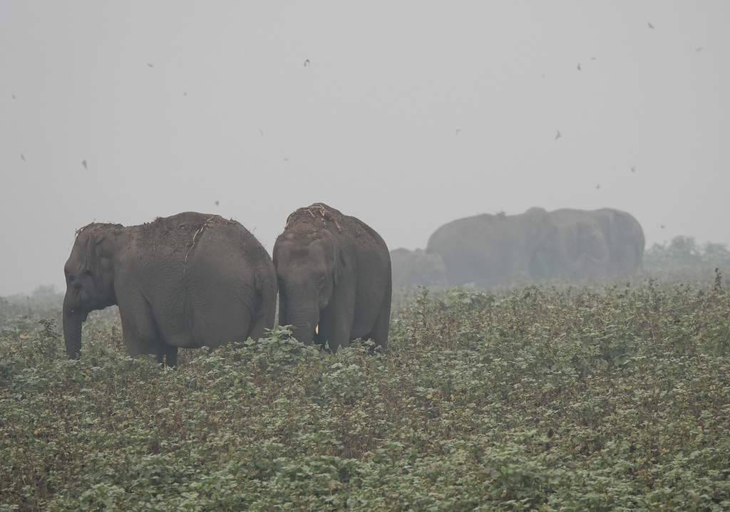 Indian Elephant in February 2020 by Rejoice Gassah · iNaturalist