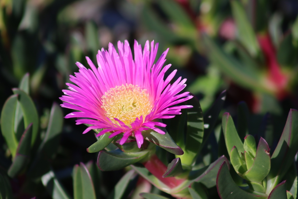 Angular Sea-fig (Budawang Coast plant species Part 1 (A-E)) · iNaturalist