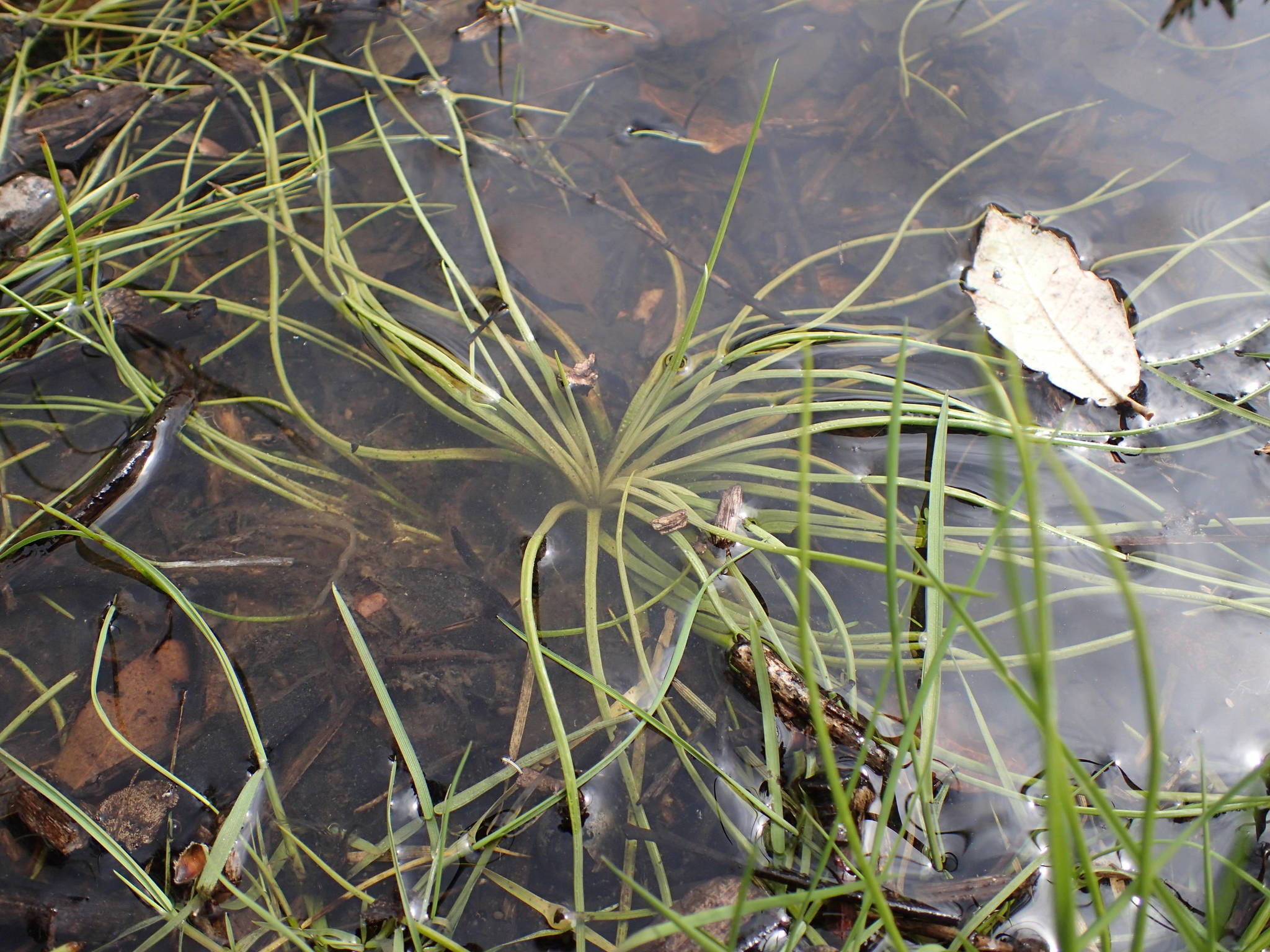 Isoetes delilei (Bory) Rothm.