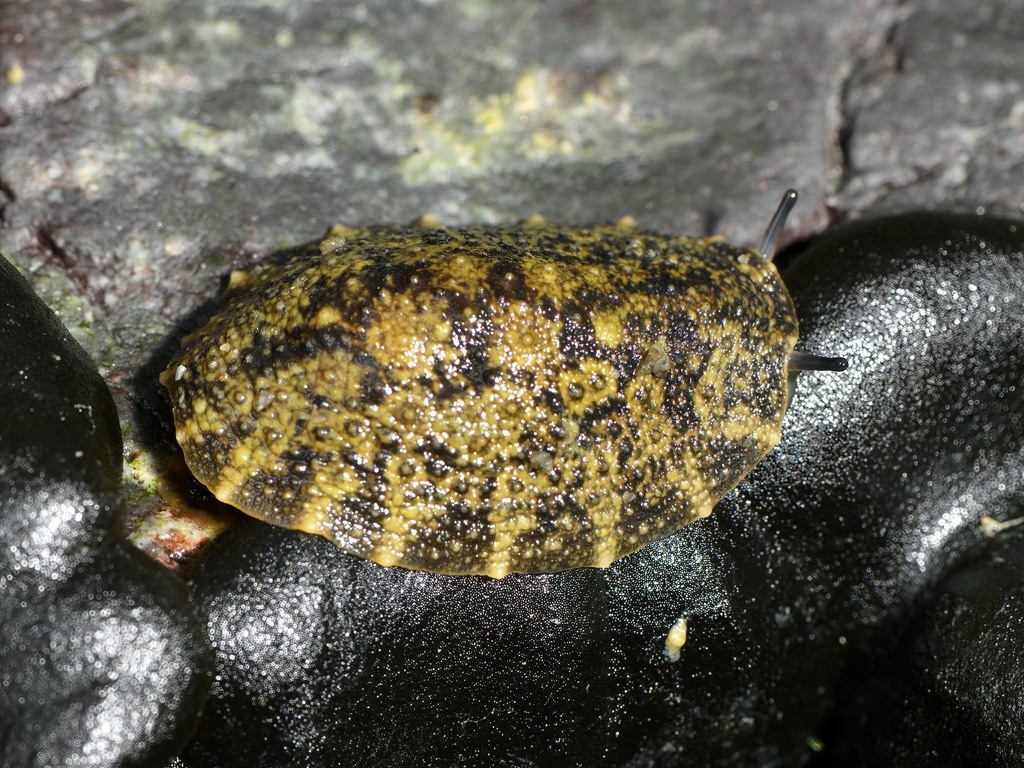 Leathery Sea Slug from Wellington, New Zealand on May 12, 2020 at 02:26 ...