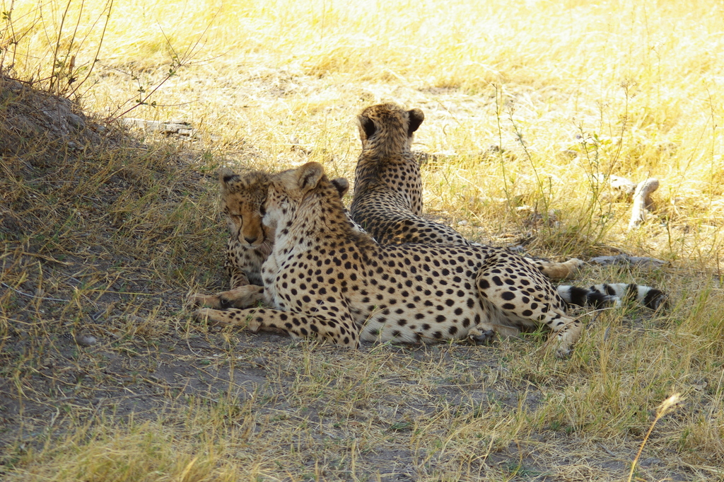 Southern and Eastern African Cheetah in August 2019 by hallettdoc ...