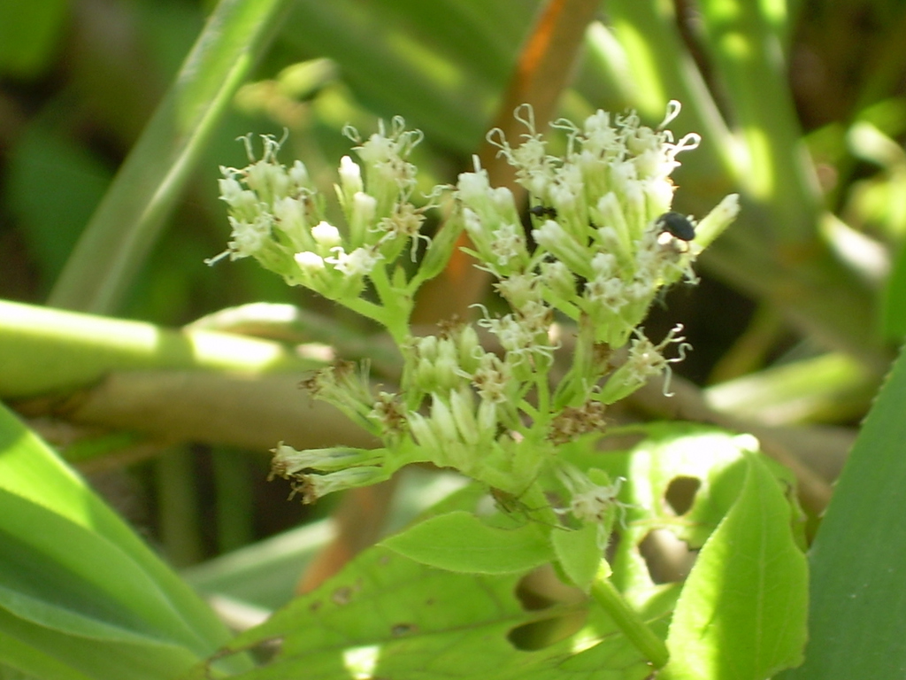 bejuco de criatura (Bejucos y plantas trepadoras de Puerto Rico e Islas ...