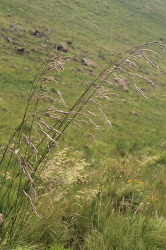 Purple Brome (Bromus speciosus) · iNaturalist