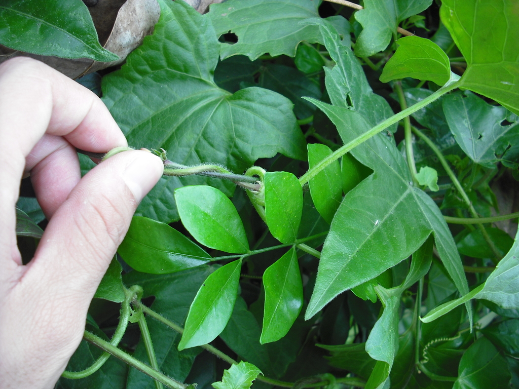 bejuco de criatura (Bejucos y plantas trepadoras de Puerto Rico e Islas ...