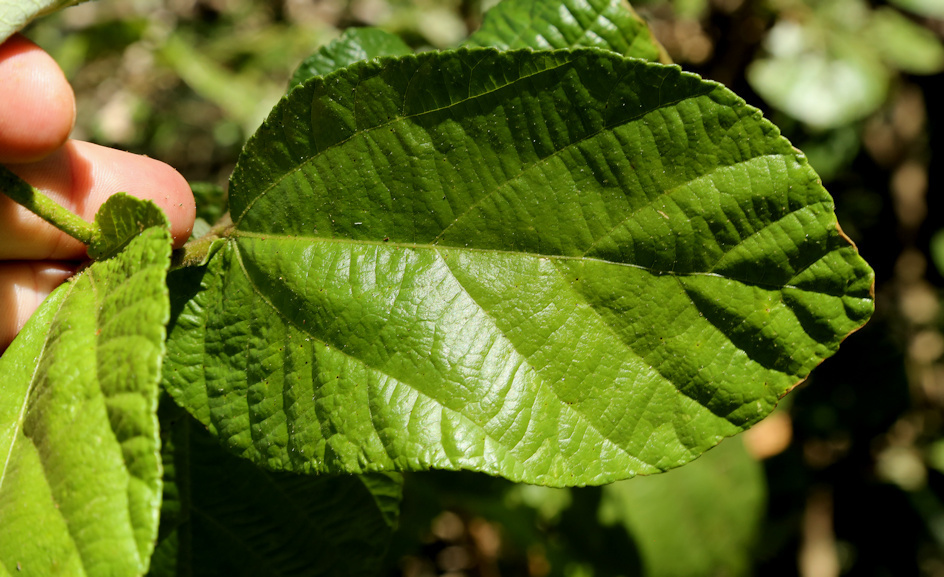 Giant Raisin (Grewia hexamita) - Botanical Realm