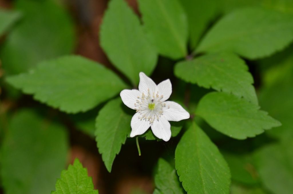 Three-leaved Anemone (Anemonoides trifolia) - Botanical Realm