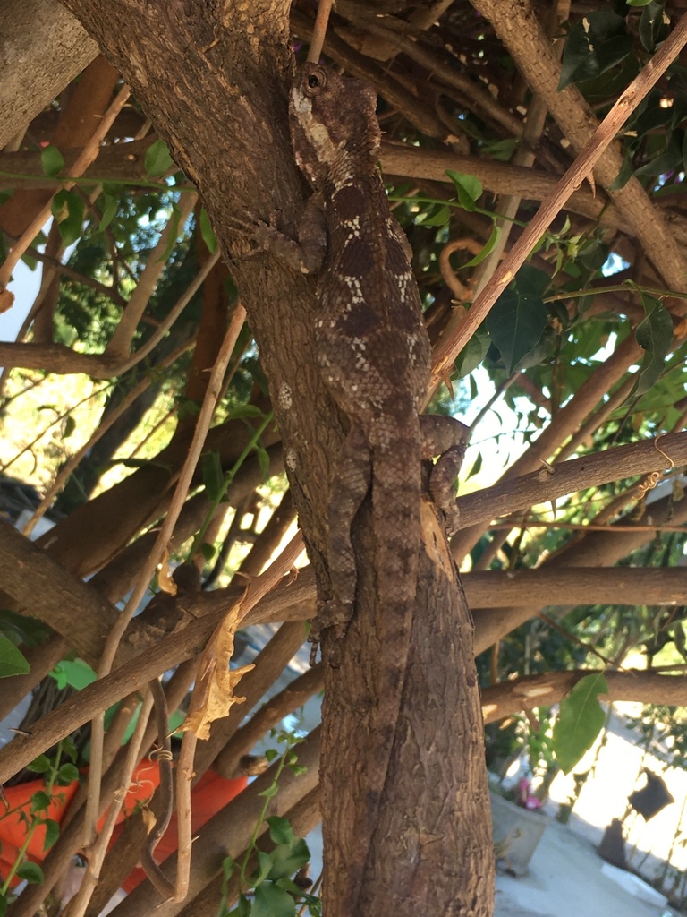 Siamese Blue Crested Lizard from Na Pa Saeng, Pathum Ratchawongsa ...