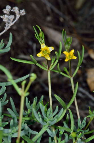 Roepera angustifolia · iNaturalist