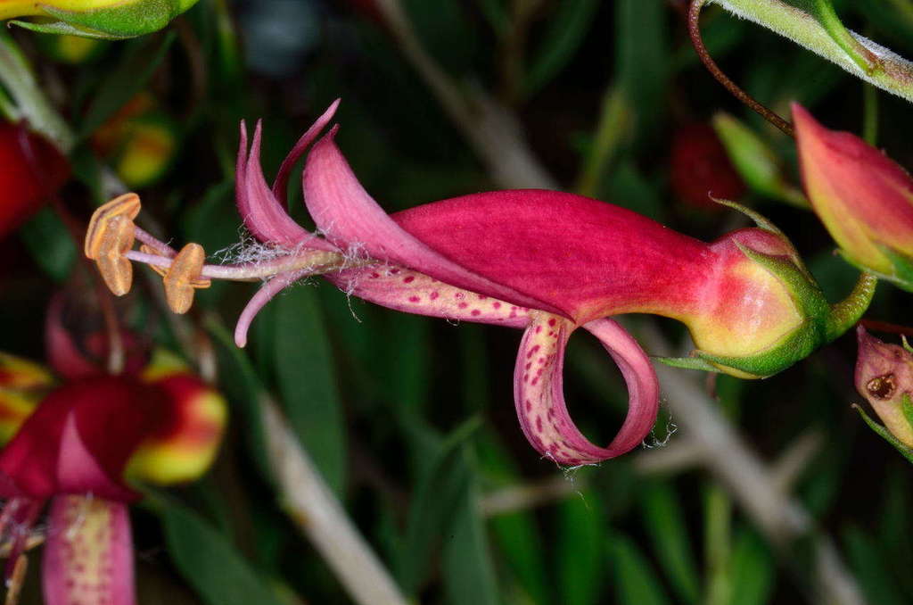 spotted emu bush (Eremophila maculata) - Botanical Realm