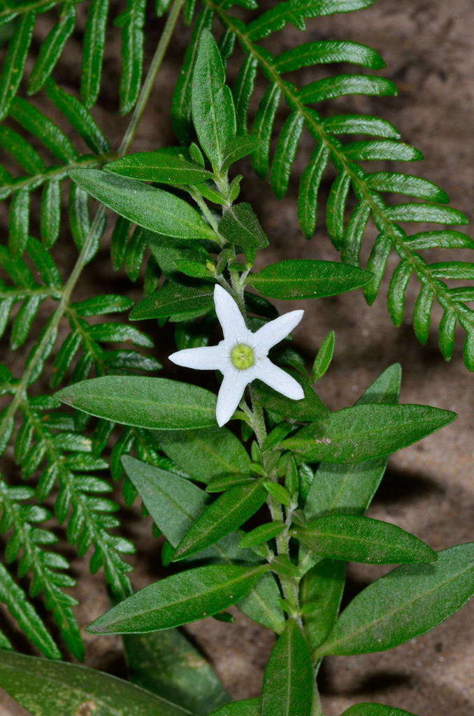 large-leaf ray flower (Cyphanthera anthocercidea) - Botanical Realm