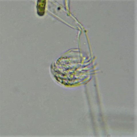 Aspidisca cicada (Müller, 1786) Claparède & Lachmann, 1858