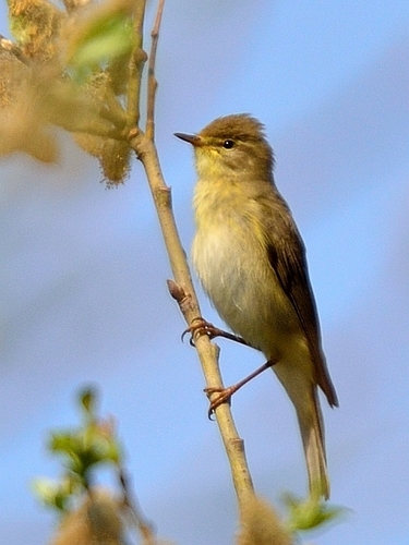 Genus Hippolais · iNaturalist