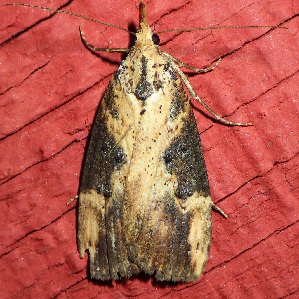 Hop Vine Snout from Fitzgerald Rd, Burdett, NY 14818, USA on May 17 ...