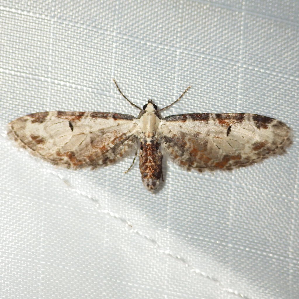 Tawny Eupithecia Moth from Fitzgerald Rd, Burdett, NY 14818, USA on May ...