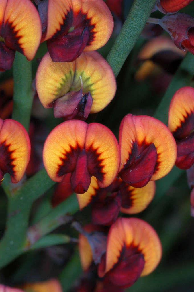 Leafless Bitter-pea (Daviesia brevifolia) - Botanical Realm