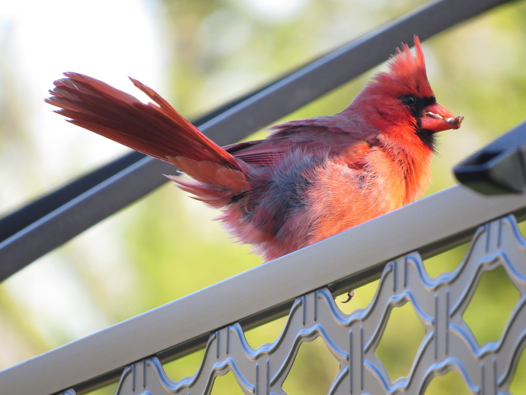 Northern Cardinal from 180 Ridgeland Cir, Wallingford, CT 06492, USA on ...