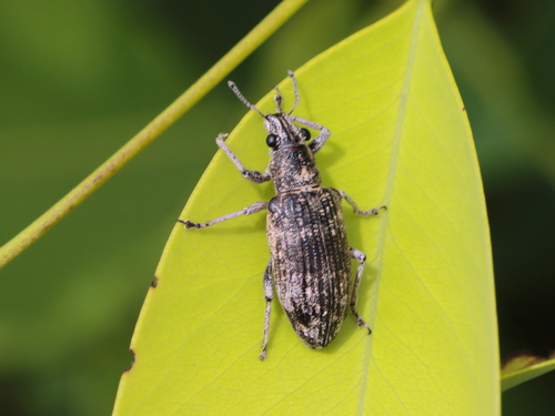 Genus Dereodus · iNaturalist