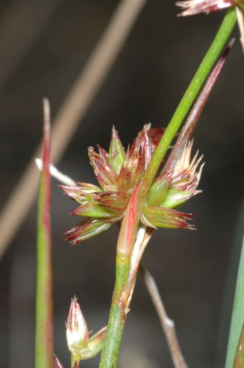 Juncus holoschoenus R.Br.