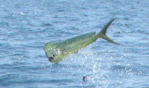 Dorados (Coryphaenidae)