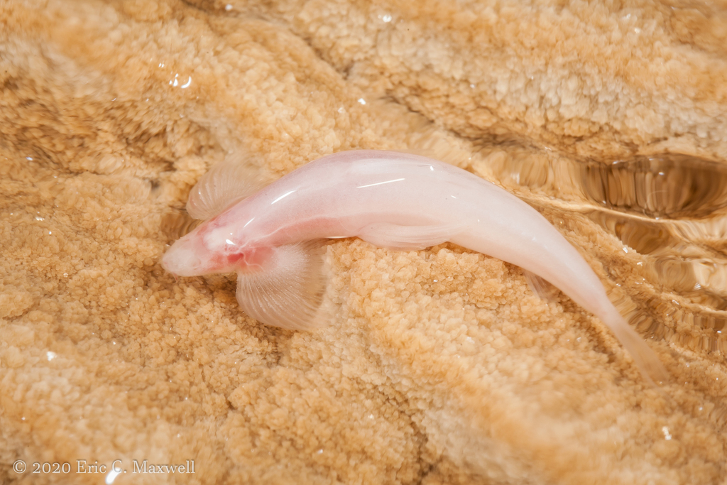 Waterfall-climbing Cave Fish (Cryptotora thamicola) - Marine Life ...