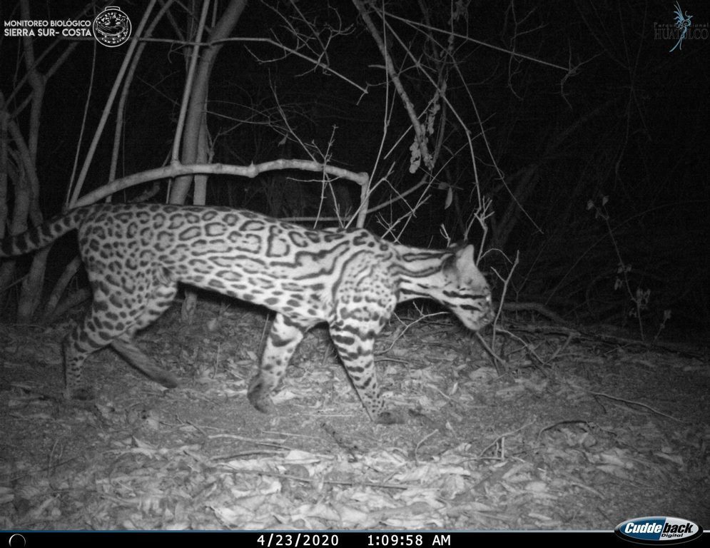 Ocelot in April 2020 by Carlos Domínguez-Rodríguez · iNaturalist