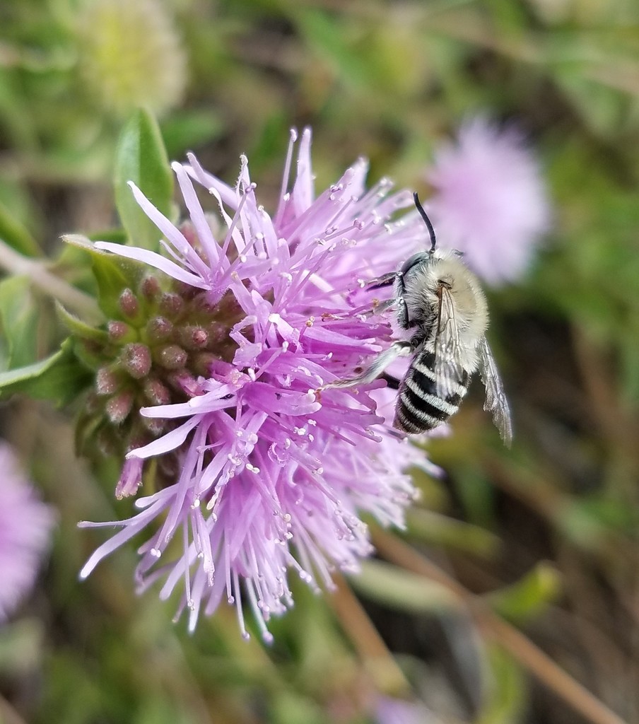 Urbane Digger Bee from Chico, CA, USA on May 16, 2020 at 12:36 PM by ...