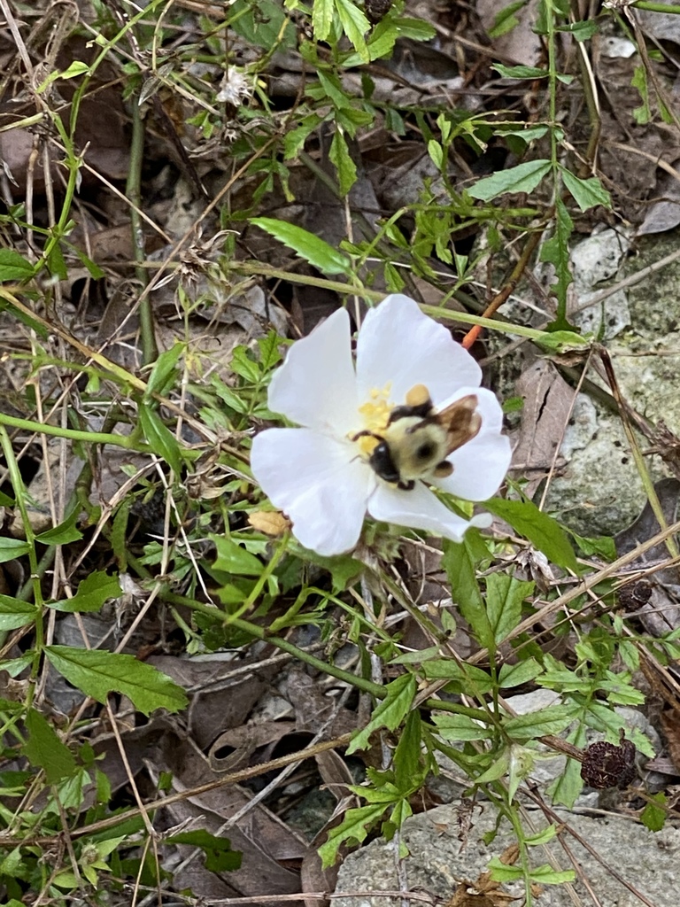 Brown-belted Bumble Bee from Cedar Ridge Preserve, Dallas, TX, US on ...