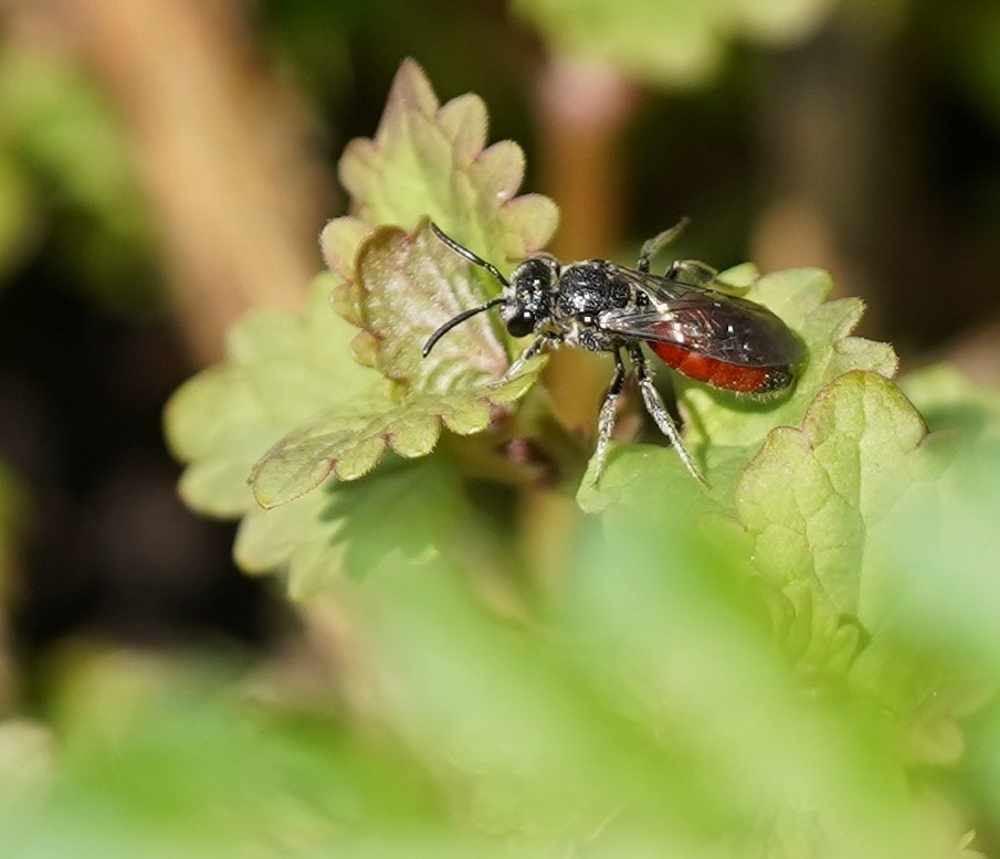 Northern Cyclops Blood Bee from Johnsburg, IL, USA on May 20, 2020 at ...