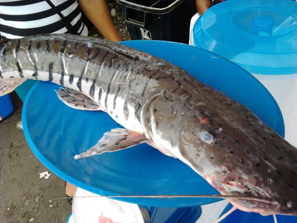 Tiger Sorubim (Pseudoplatystoma tigrinum) - Marine Life Identification