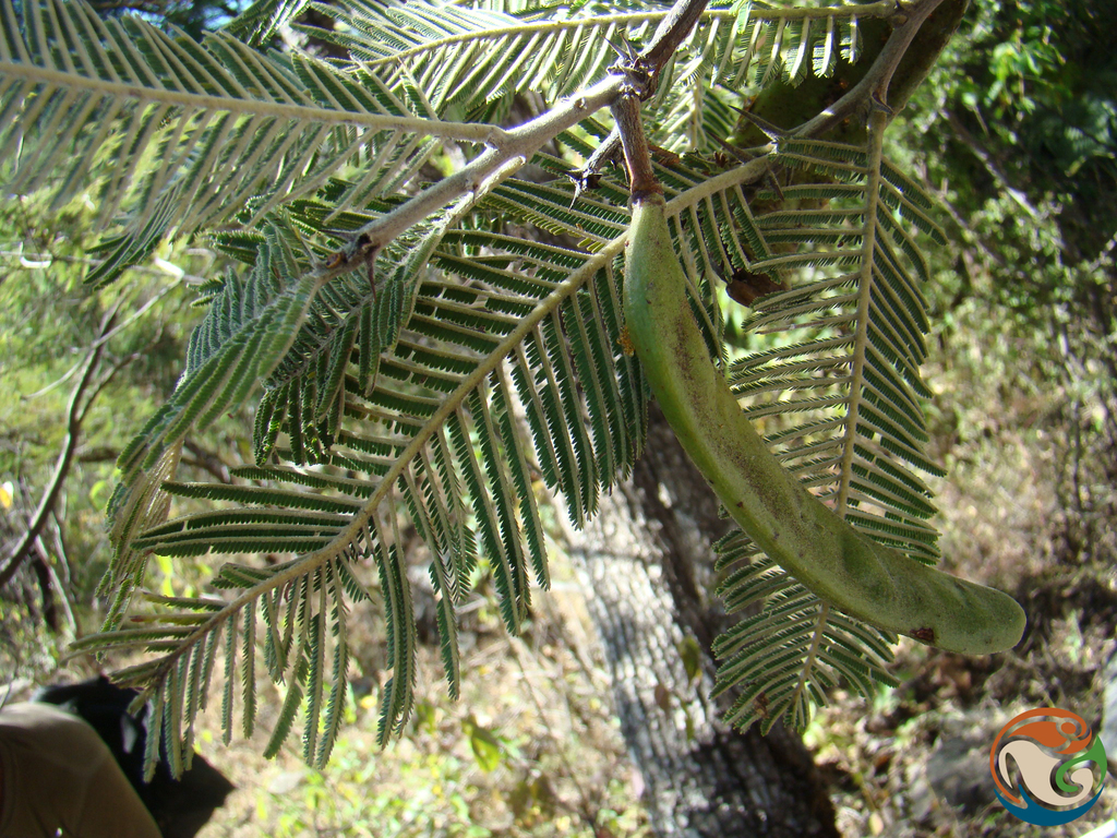 fern-leaf acacia from ADVC Santa María Tindú on November 15, 2012 at 04 ...