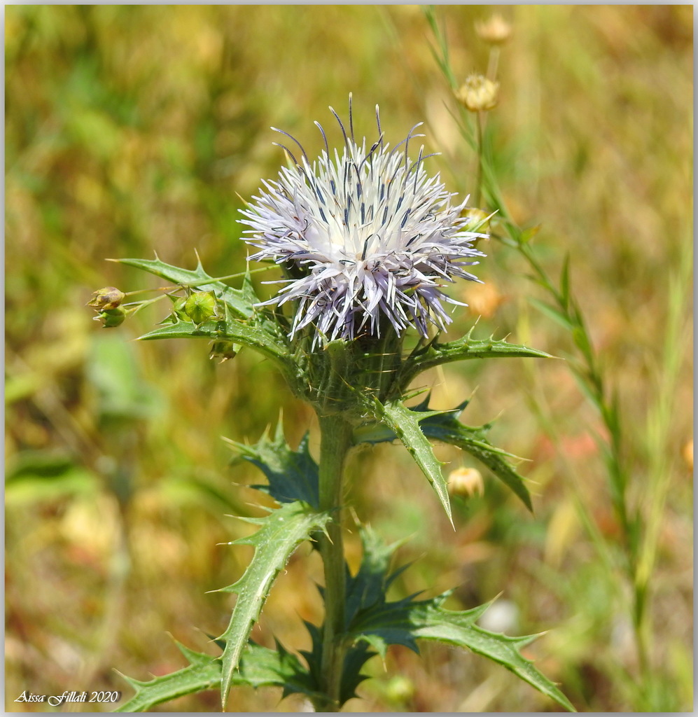 Blue Thistle (Carthamus caeruleus) - Botanical Realm