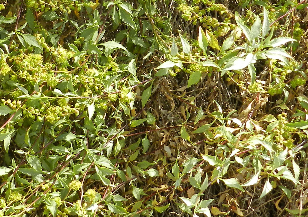 triangle-leaf bursage from McDowell Sonoran Preserve on March 22, 2014 ...
