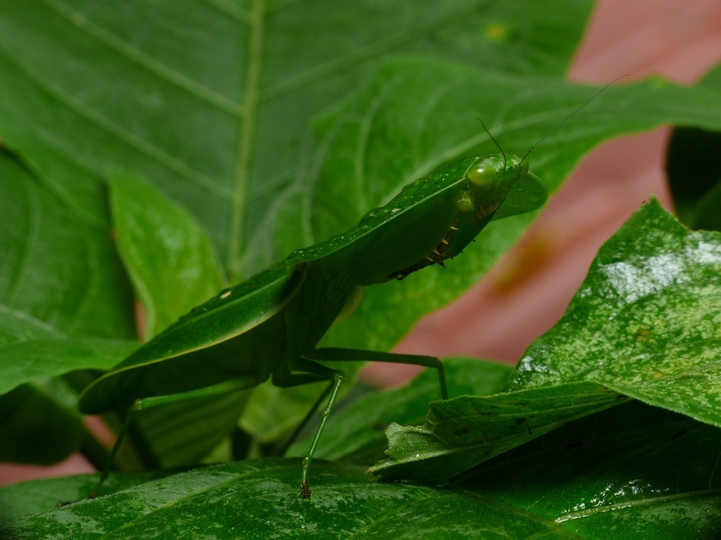 Peruvian Shield Mantis from 1 km este de Tuis de Turrialba entrada a ...