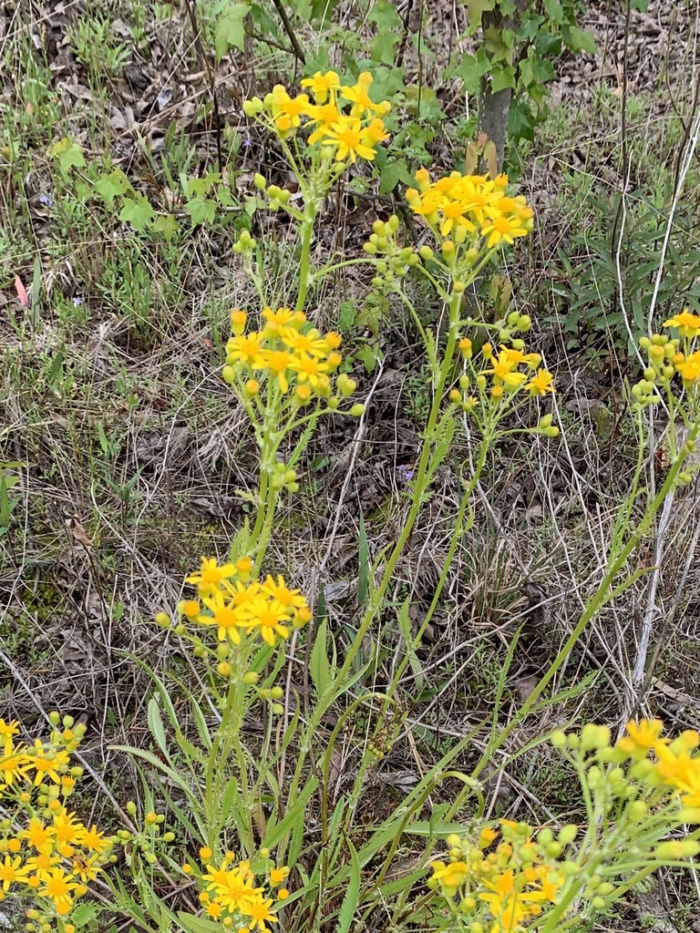 Small's ragwort from Woodford, VA, US on May 20, 2020 at 11:11 AM by ...