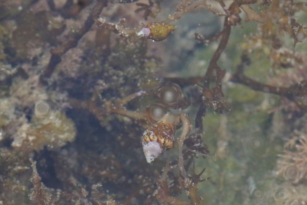 Dotted Dove Shell from Woolgoolga NSW 2456, Australia on May 20, 2020 ...