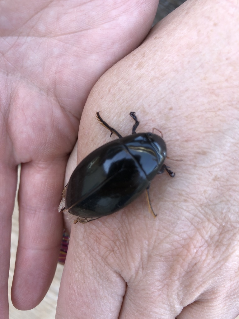 Giant Water Scavenger Beetle from Gardendale, TX, US on May 20, 2020 at ...