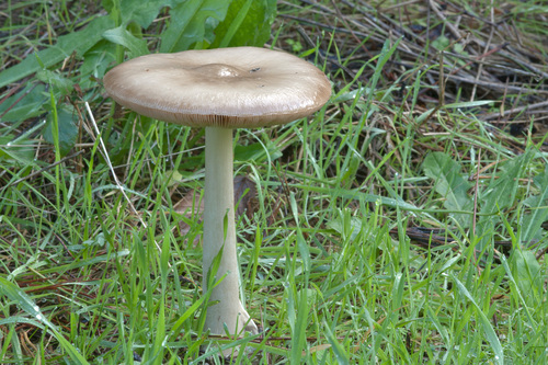 Volvariella speciosa (Higher Fungi of the San Francisco Bay Area ...