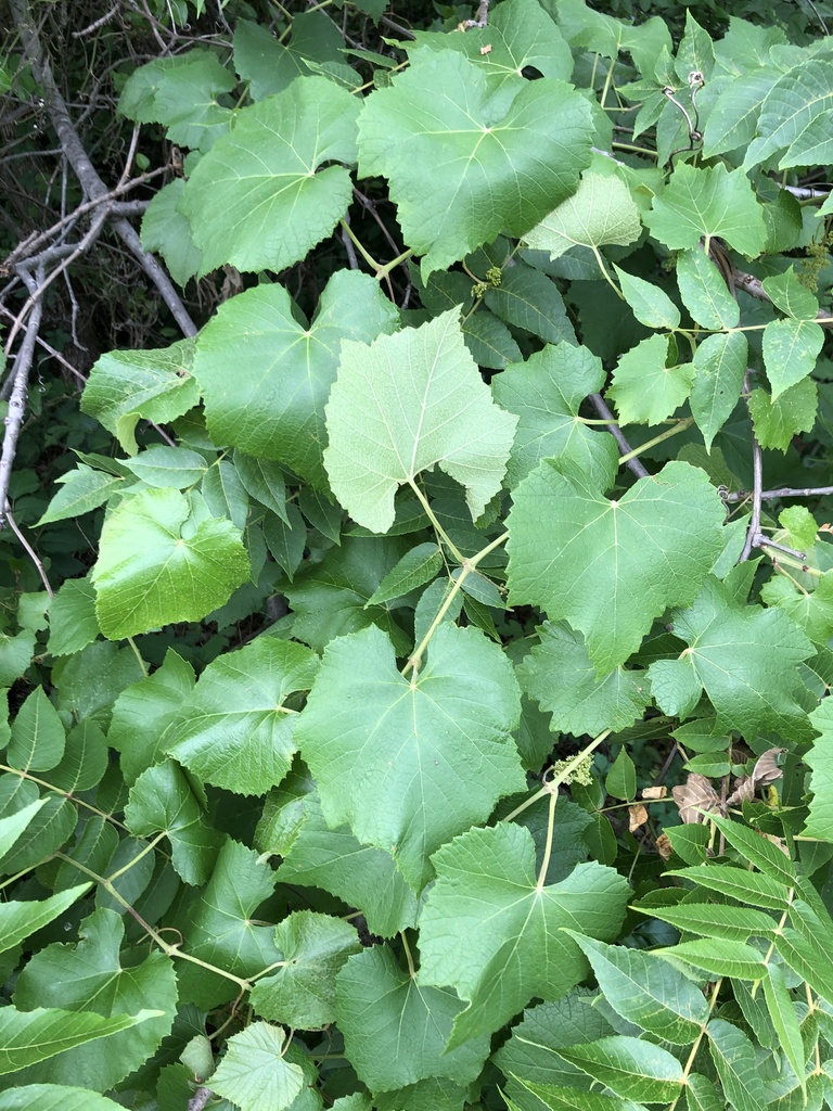 graybark grape from Beech Ln, McKinney, TX, US on May 20, 2020 at 05:16 ...
