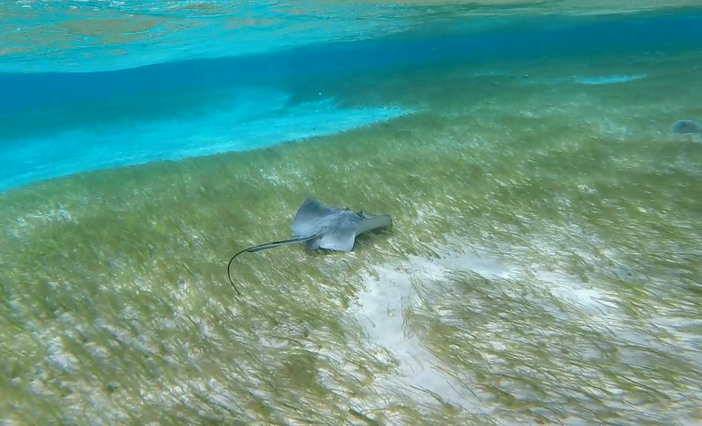 Southern Stingray (Hypanus americanus) - Marine Life Identification