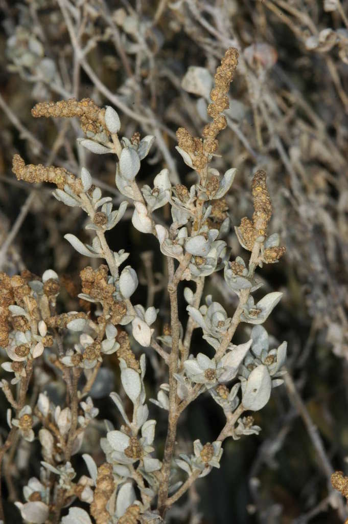 Old Man Saltbush from Mildura - Pt B, AU-VI, AU on November 05, 2011 at ...