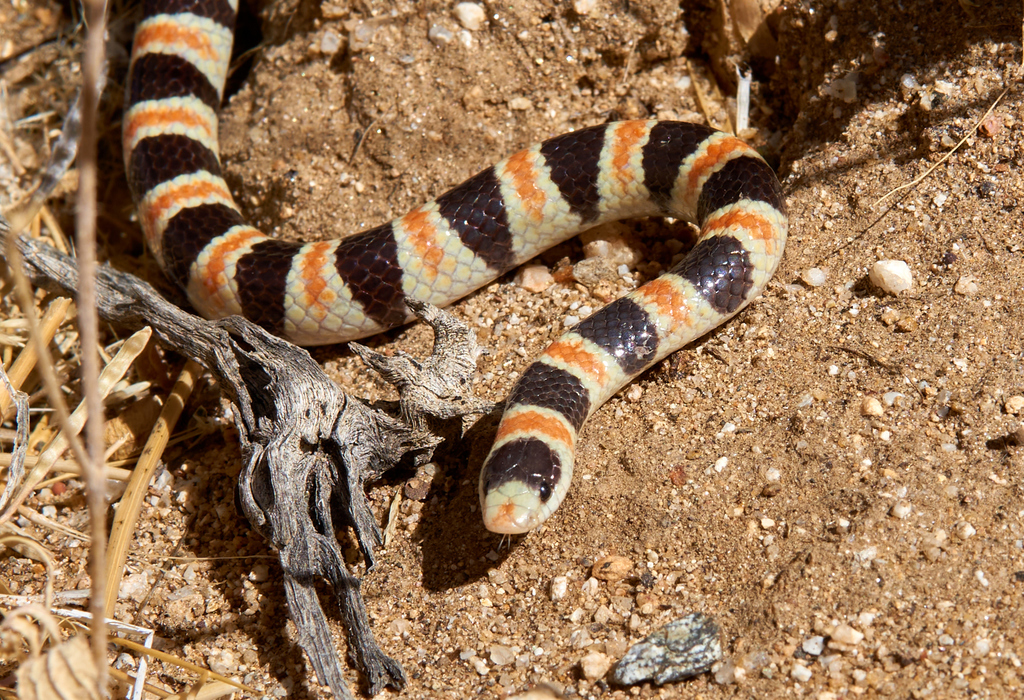 Ground Snakes (Sonora) - Snakes and Lizards