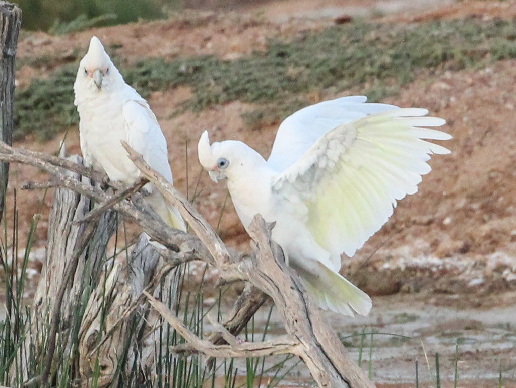 Eastern Little Corella (Birds of Sydney NSW Australia ) · iNaturalist