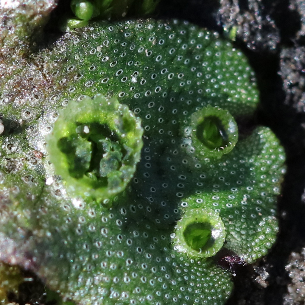 Common Liverwort (Marchantia polymorpha) - Botanical Realm