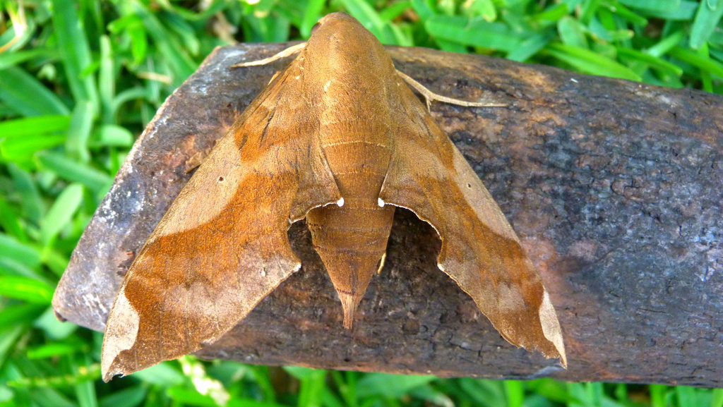 Pachylia syces (Panambi Guaçu) · iNaturalist