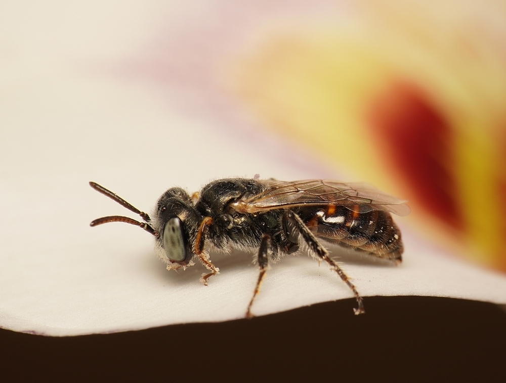 Fairy Bees (Lesser-known Insect Pollinators of Metro Phoeinx (June 2022 ...