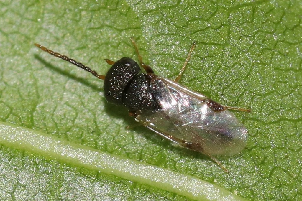 Pincer Wasps from Wantagh, NY, USA on May 17, 2020 at 06:23 PM by ...