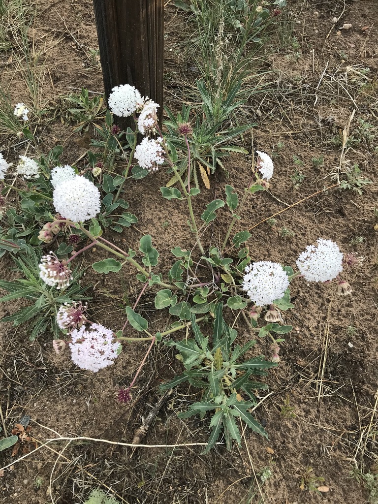 Snowball Sand Verbena from Baca, Colorado, United States on May 16 ...