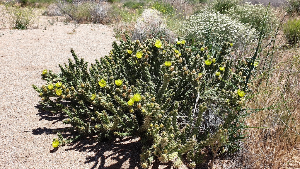 Cane Cholla from San Diego County, CA, USA on May 20, 2020 at 12:10 PM ...
